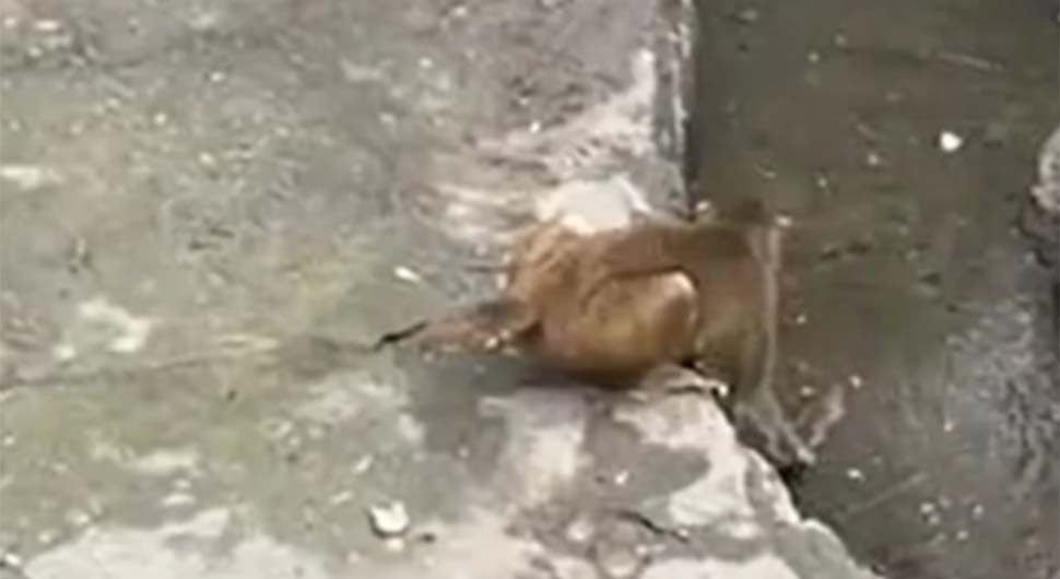 Pacov krao hranu majmunima, pa jedva izvukao živu glavu