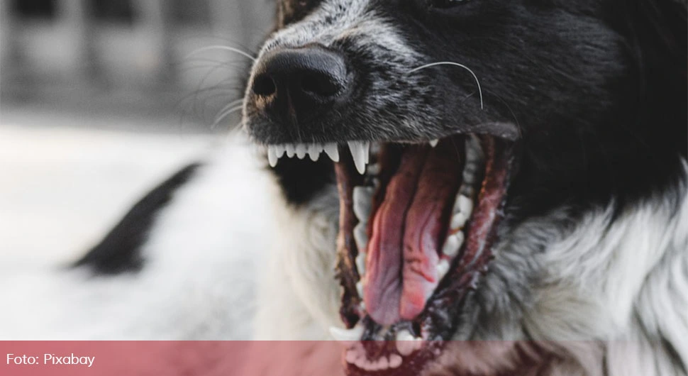 Kako da reagujete kada pas krene da vas napadne - ovo su savjeti