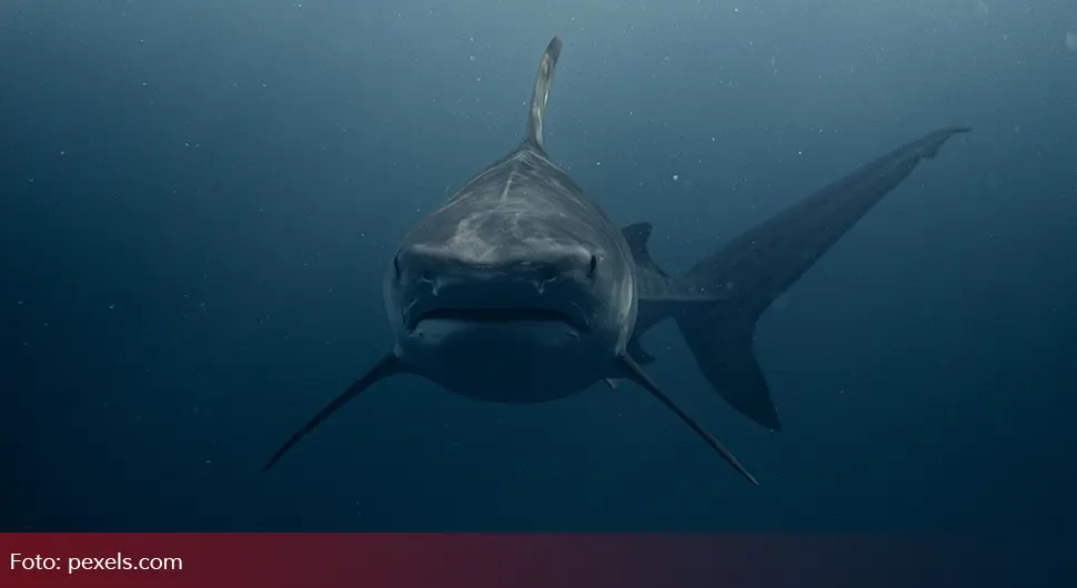Snimljeno kako izgleda kada ajkula proguta plijen