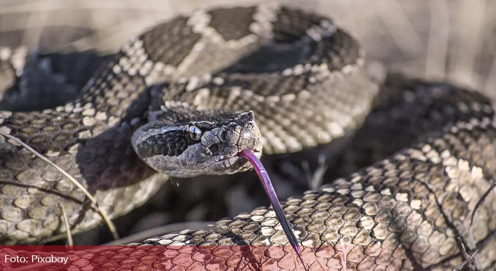 Снимак змије шокирао мреже: Ево како изгледа након што је прогутала плијен