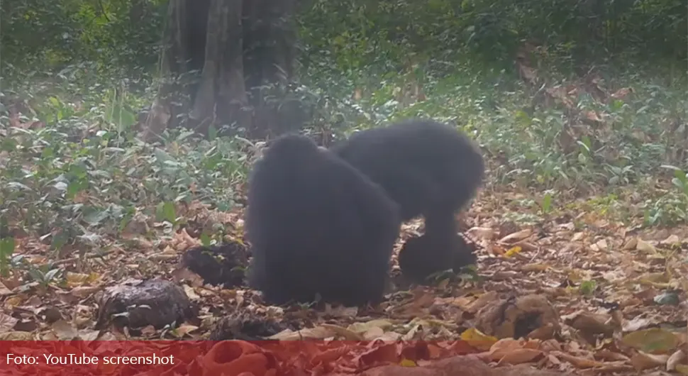 Šimpanze snimljene kako se ''opijaju''